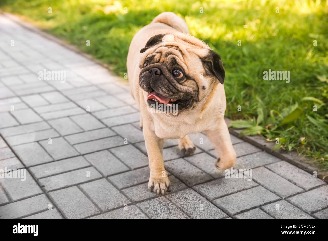 Cute overweight pug, outdoors Stock Photo - Alamy