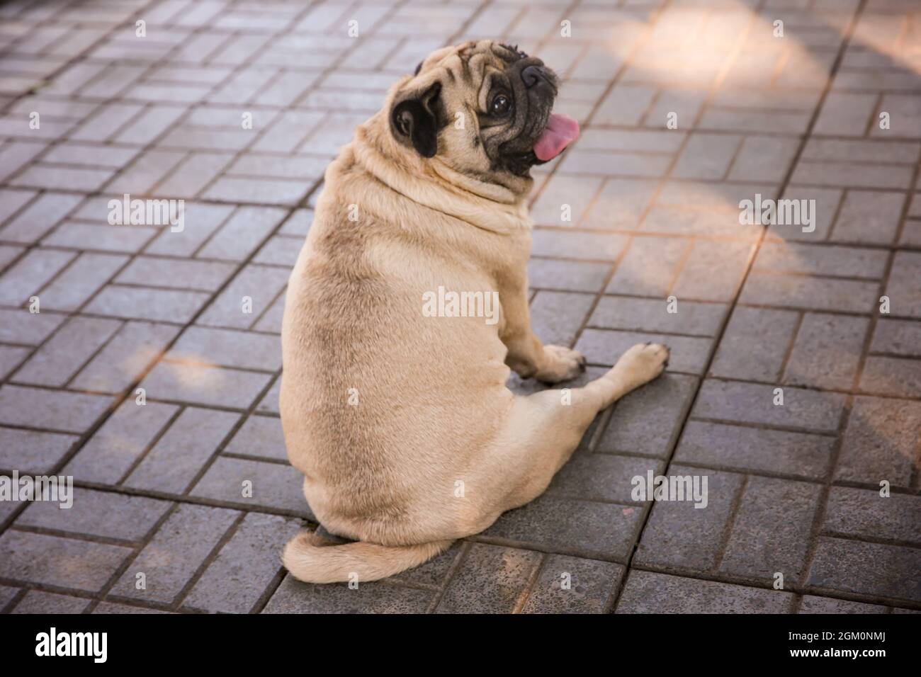 Cute overweight pug, outdoors Stock Photo - Alamy