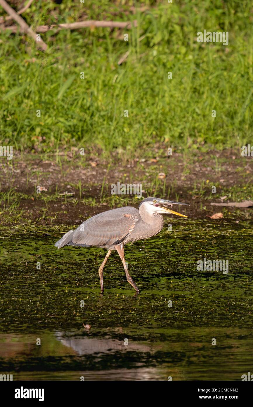 great blue heron eating a fish it just caught in the river Stock Photo ...