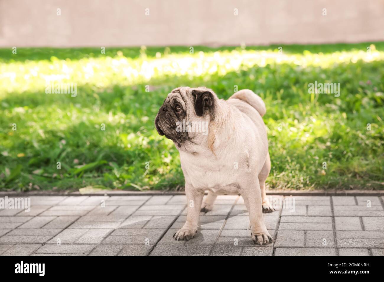 Cute overweight pug, outdoors Stock Photo - Alamy
