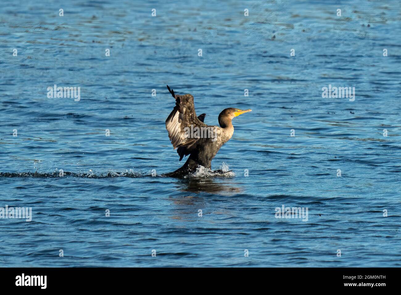 Double crested cormorant branch hi-res stock photography and images - Alamy