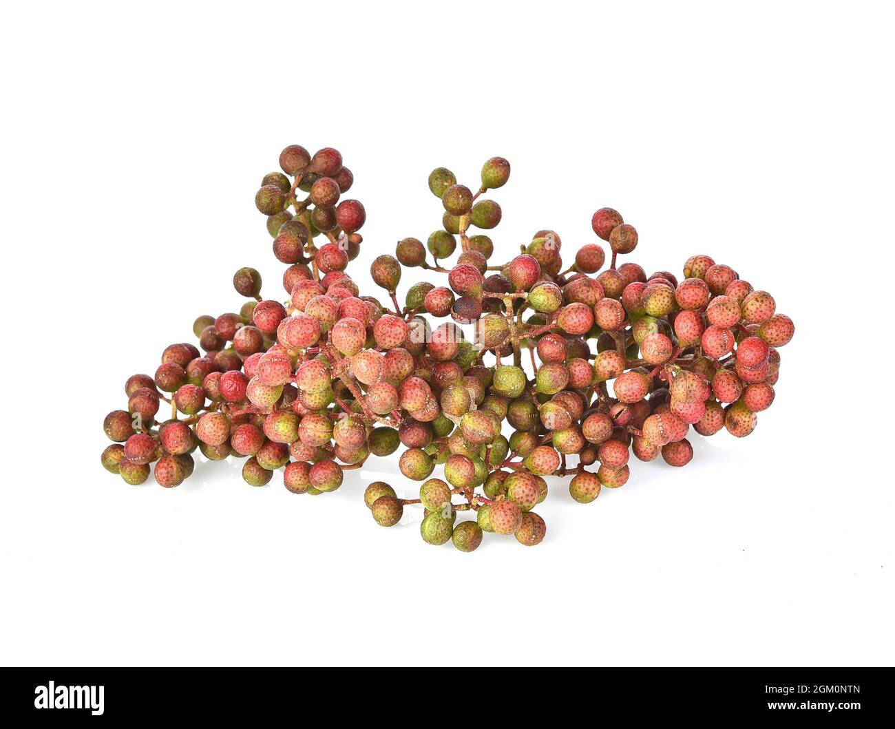 Zanthoxylum limonella Alston isolated on white background Stock Photo ...