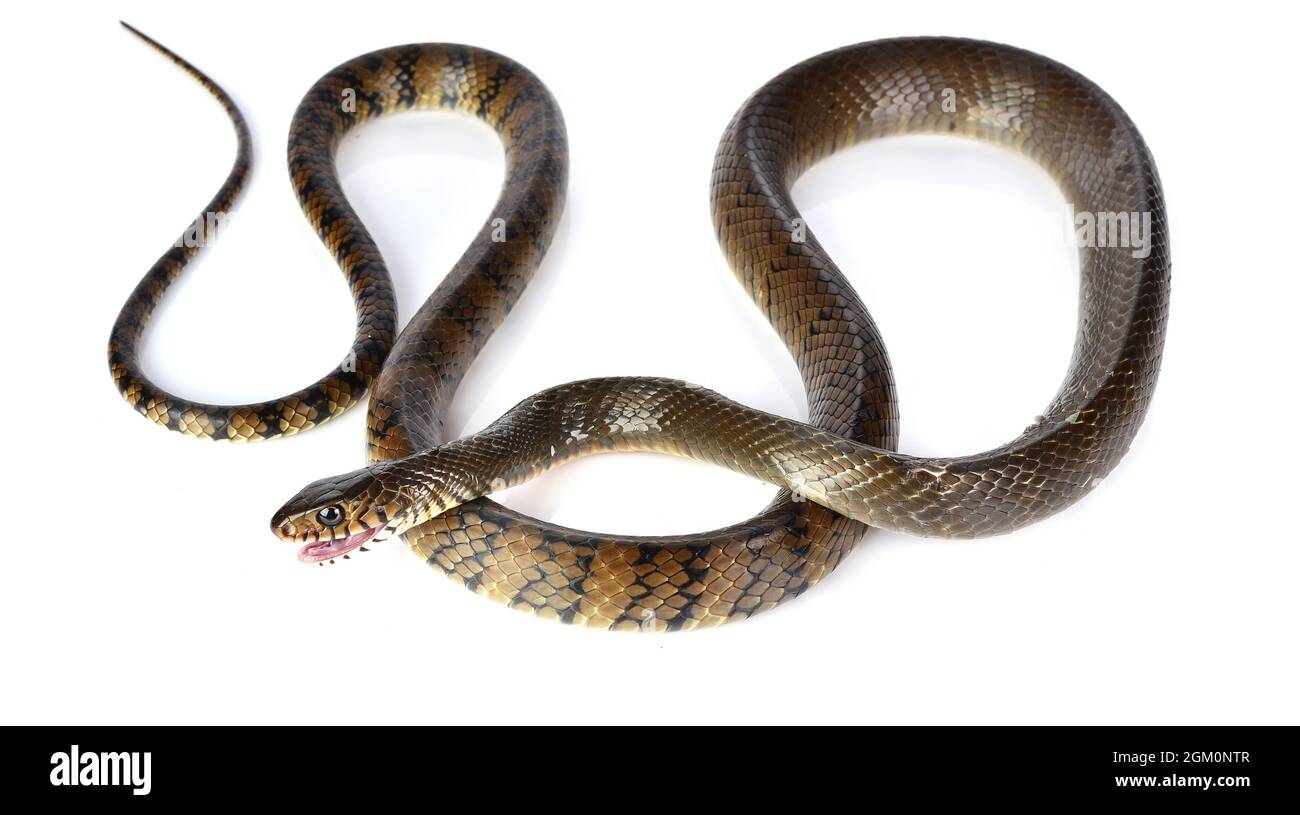 Snake isolated on white background Stock Photo - Alamy