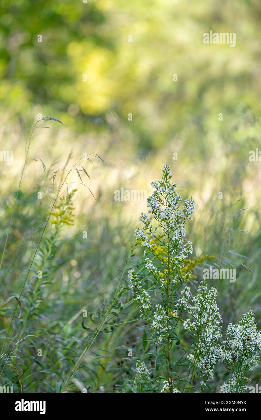 Wildflowers of the midwest hi-res stock photography and images - Alamy