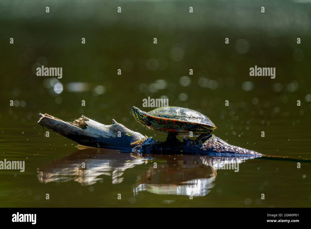 painted turtle sitting on a floating log on a calm pond Stock Photo - Alamy