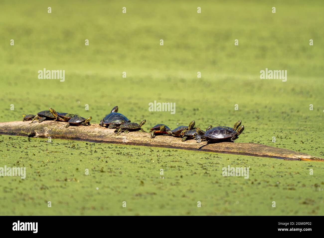 large group of painted turtles floating on a log in algae Stock Photo ...