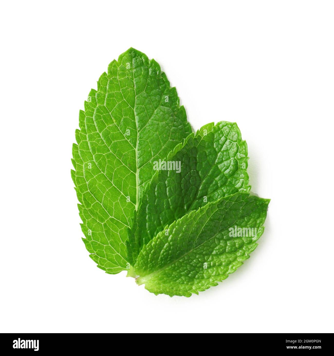 Fresh mint on white background Stock Photo - Alamy
