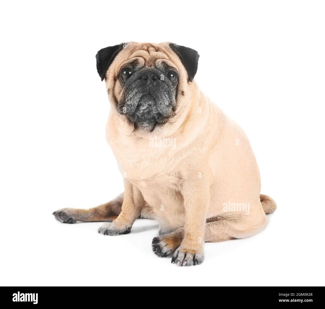 Cute overweight pug on white background Stock Photo - Alamy