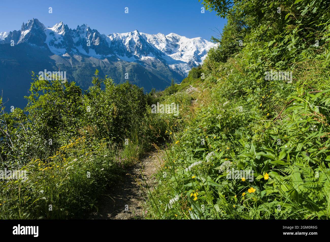 FRANCE HAUTE-SAVOIE (74) CHAMONIX, PATH IN PEAKS ROUGES, FACE THE PEAKS ...