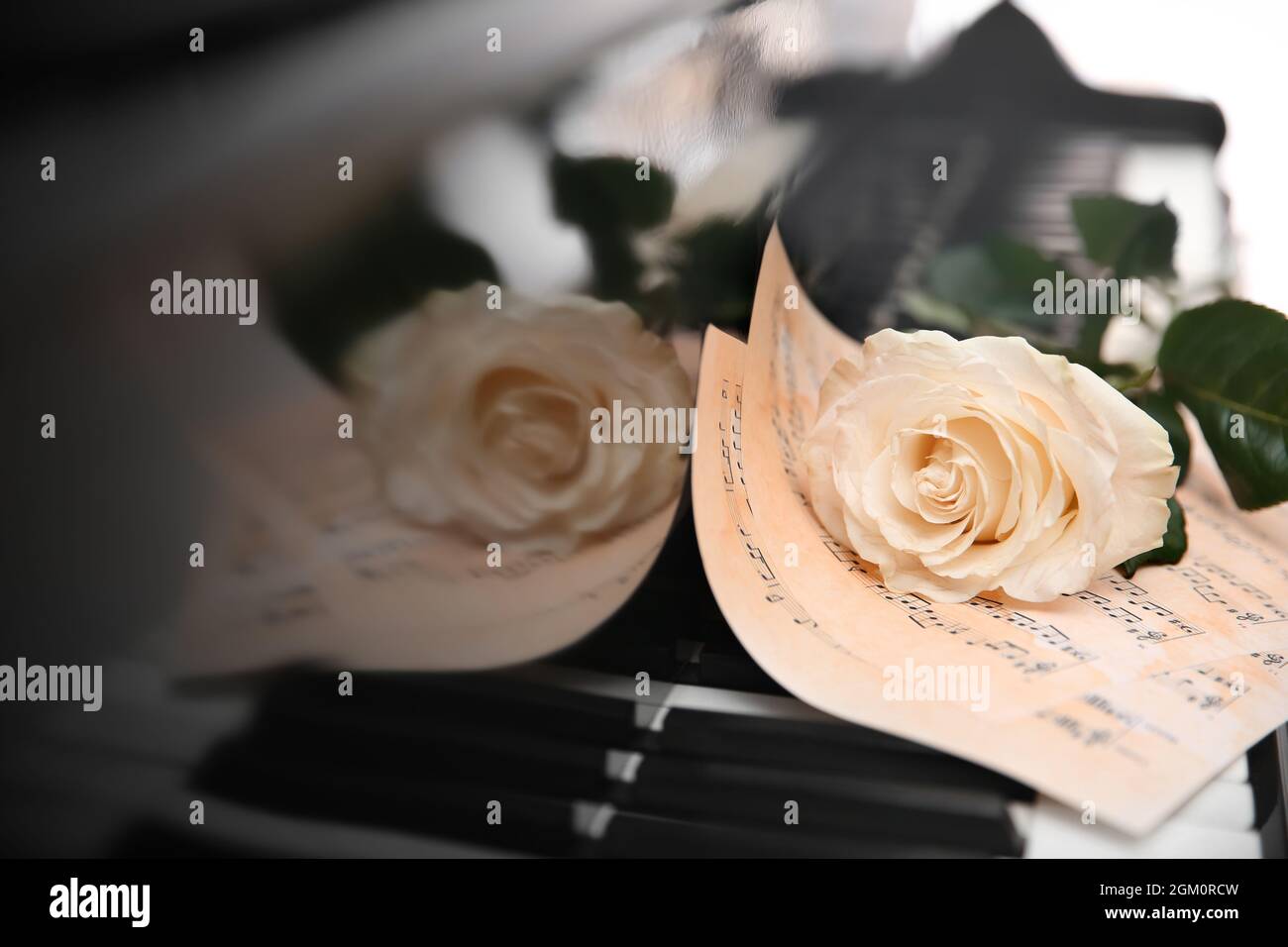 White rose and musical sheets on piano keys Stock Photo - Alamy