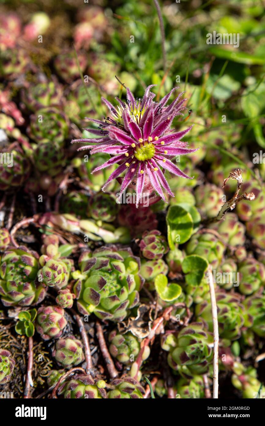 Close-up of pink houseleek flowers in the mountains Stock Photo - Alamy