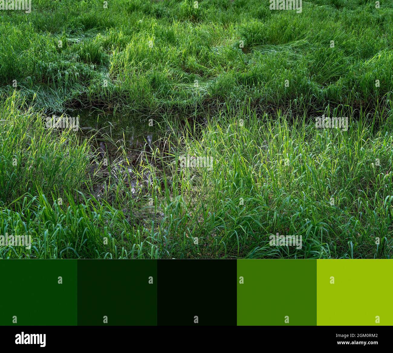 Lush swamp grass growing in a paper bark forest wetlands ecosystem ...