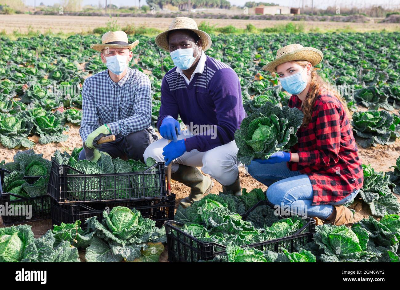 Farm workers in protective masks on plantation with cabbage harvest ...