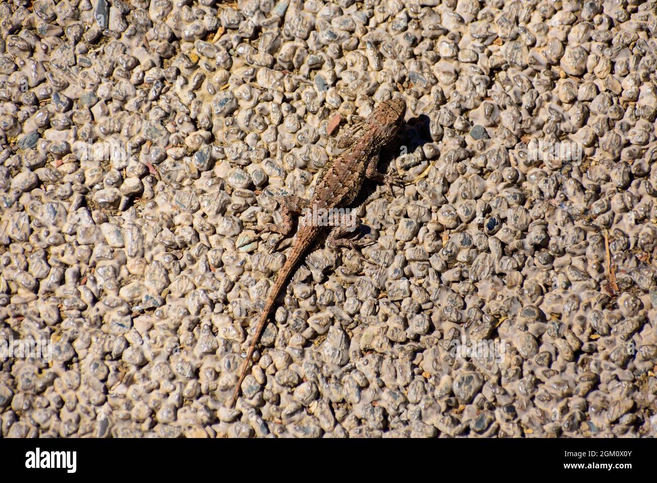 Aerial view of an Western Fence Lizard, sceloporus occidentalis ...