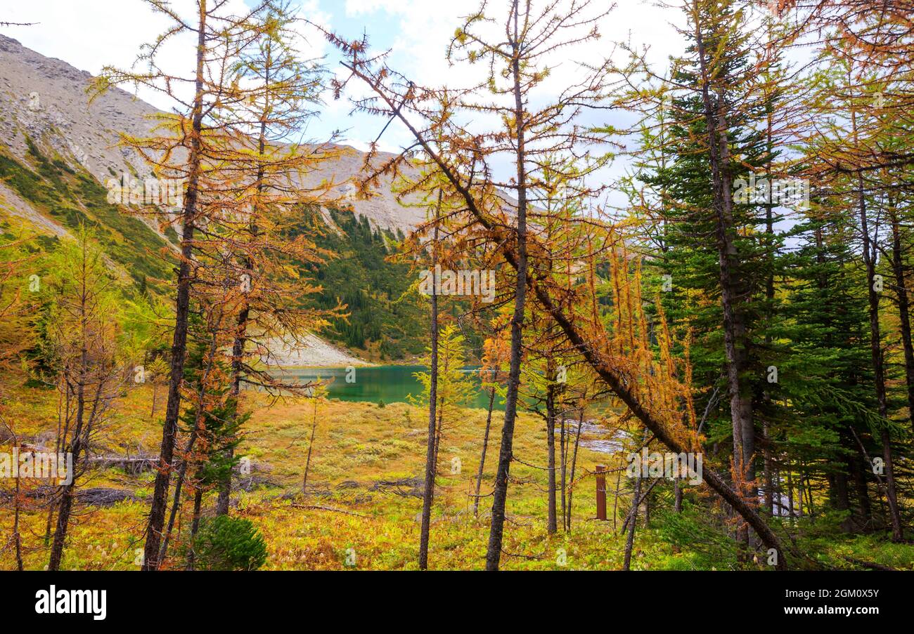 Beautiful golden larches in mountains, Fall season Stock Photo - Alamy