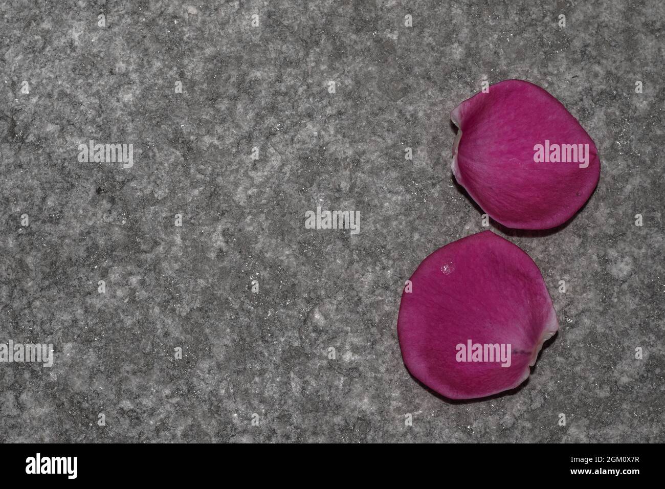 fuchsia rose flower petals on gray background Stock Photo - Alamy