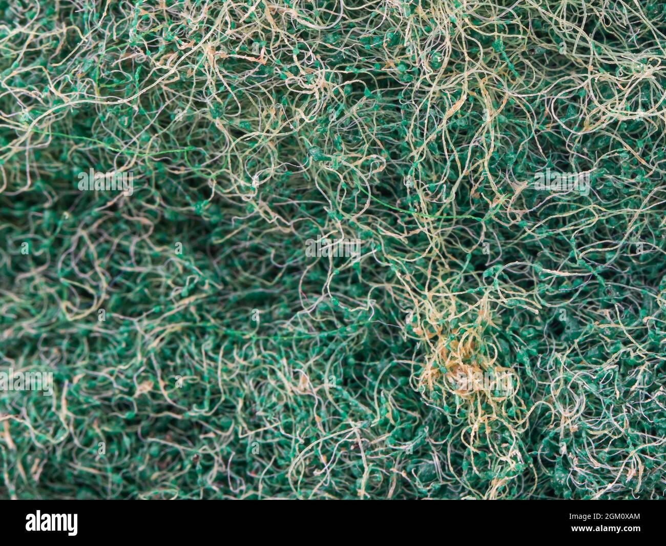 close-up view of green sponge Stock Photo - Alamy