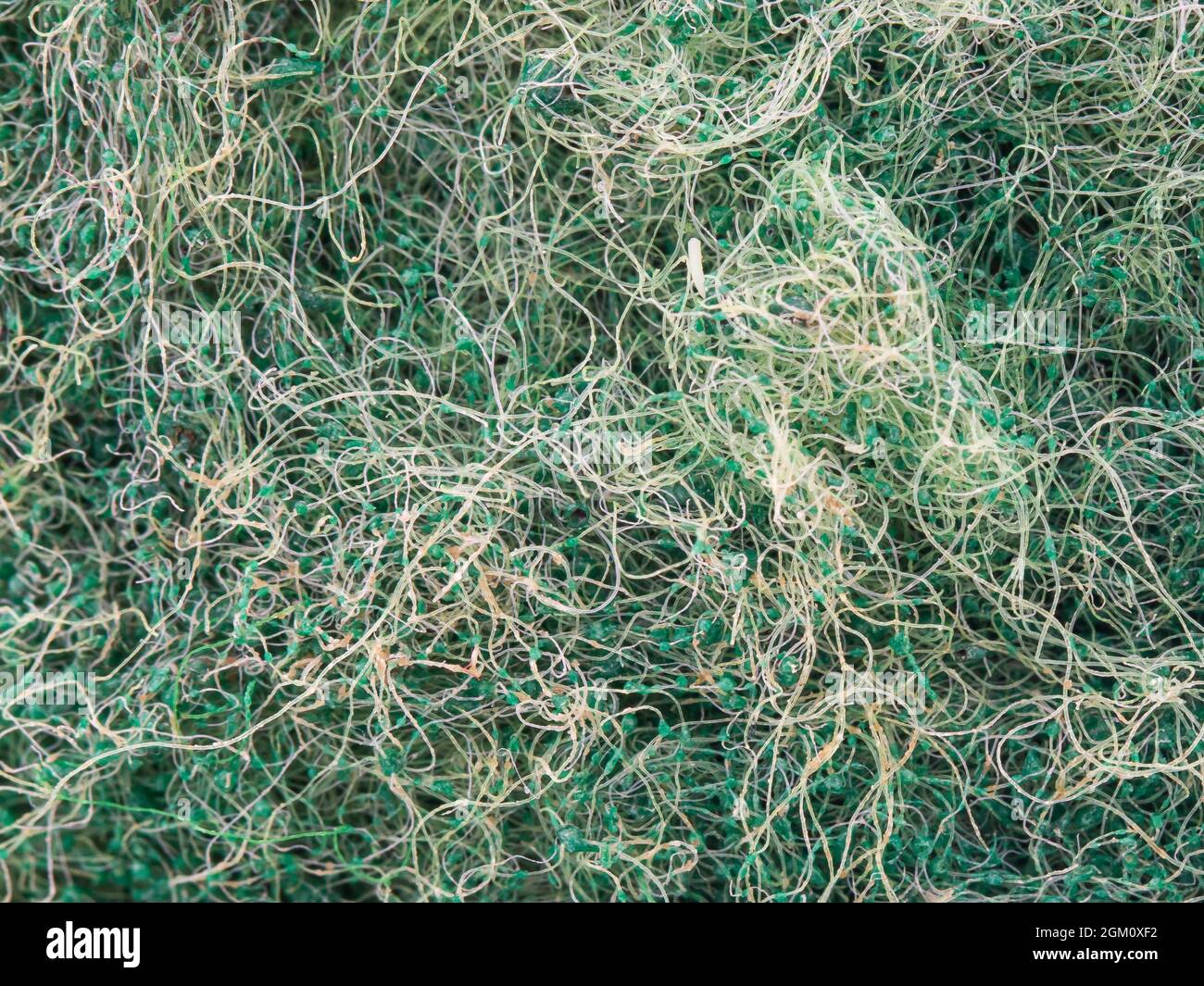 close-up view of green sponge Stock Photo - Alamy