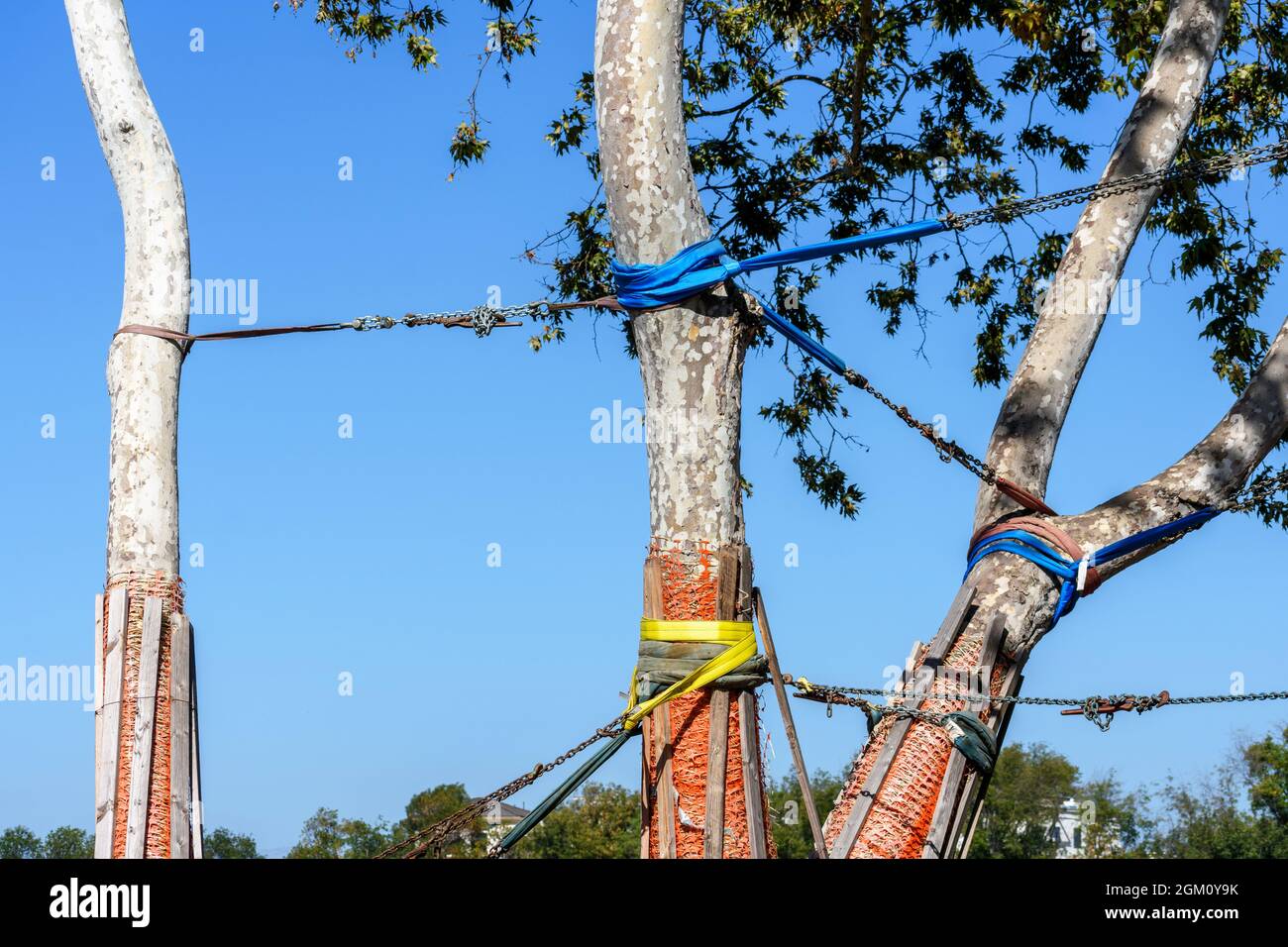 Large mature tree trunks protected from fall and accidental damage near ...