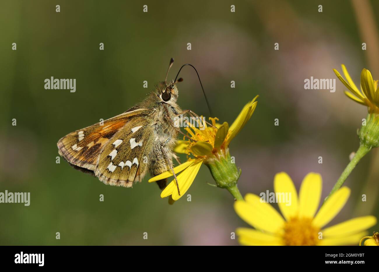 A rare Silver Spotted Skipper butterfly, Hesperia comma, nectaring on a ...