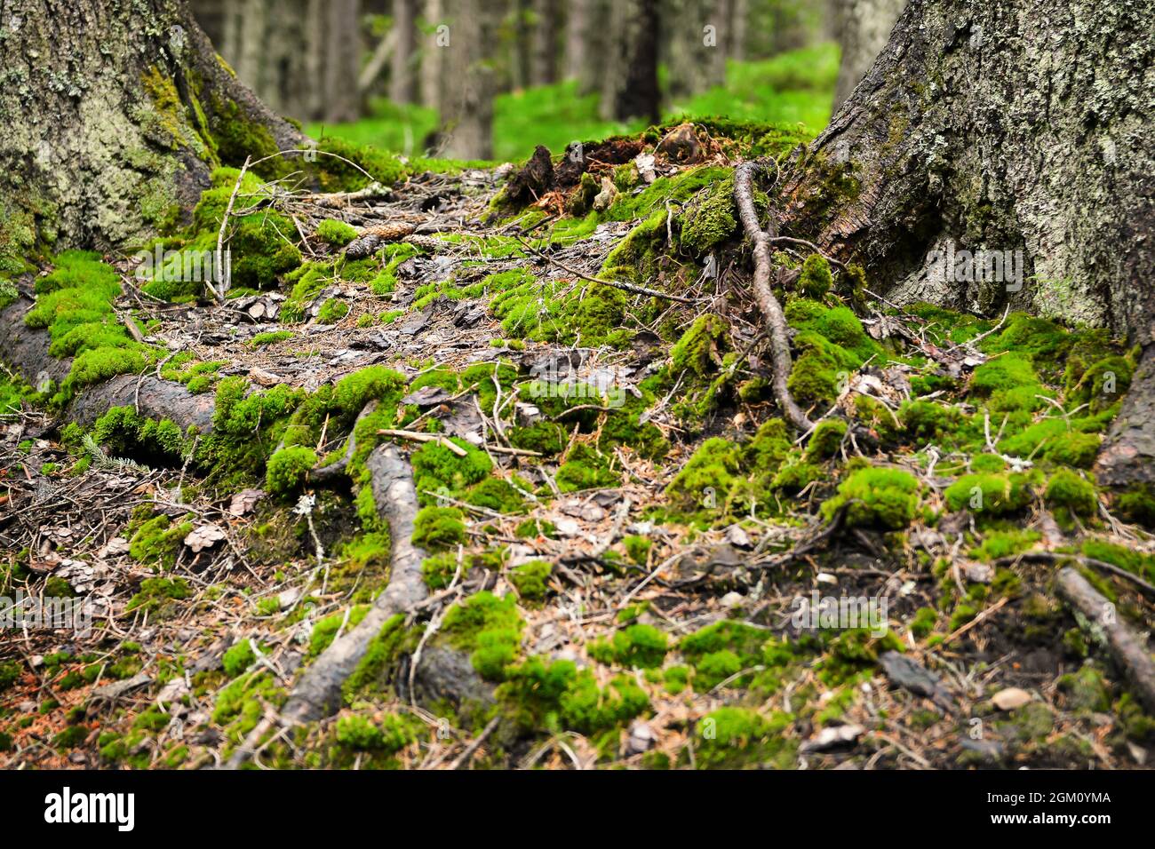 View of tree roots covered with moss in mountain forest Stock Photo - Alamy