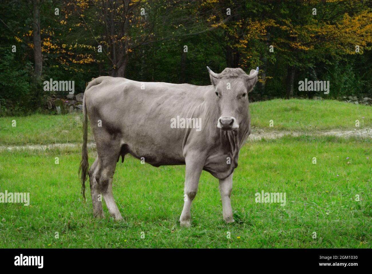 Grey cow on field with green grass Stock Photo - Alamy