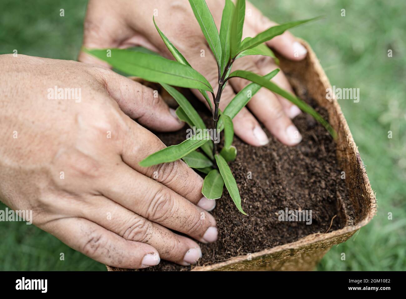 Plant a tree in recycle flowerpot concept of save earth and the ...