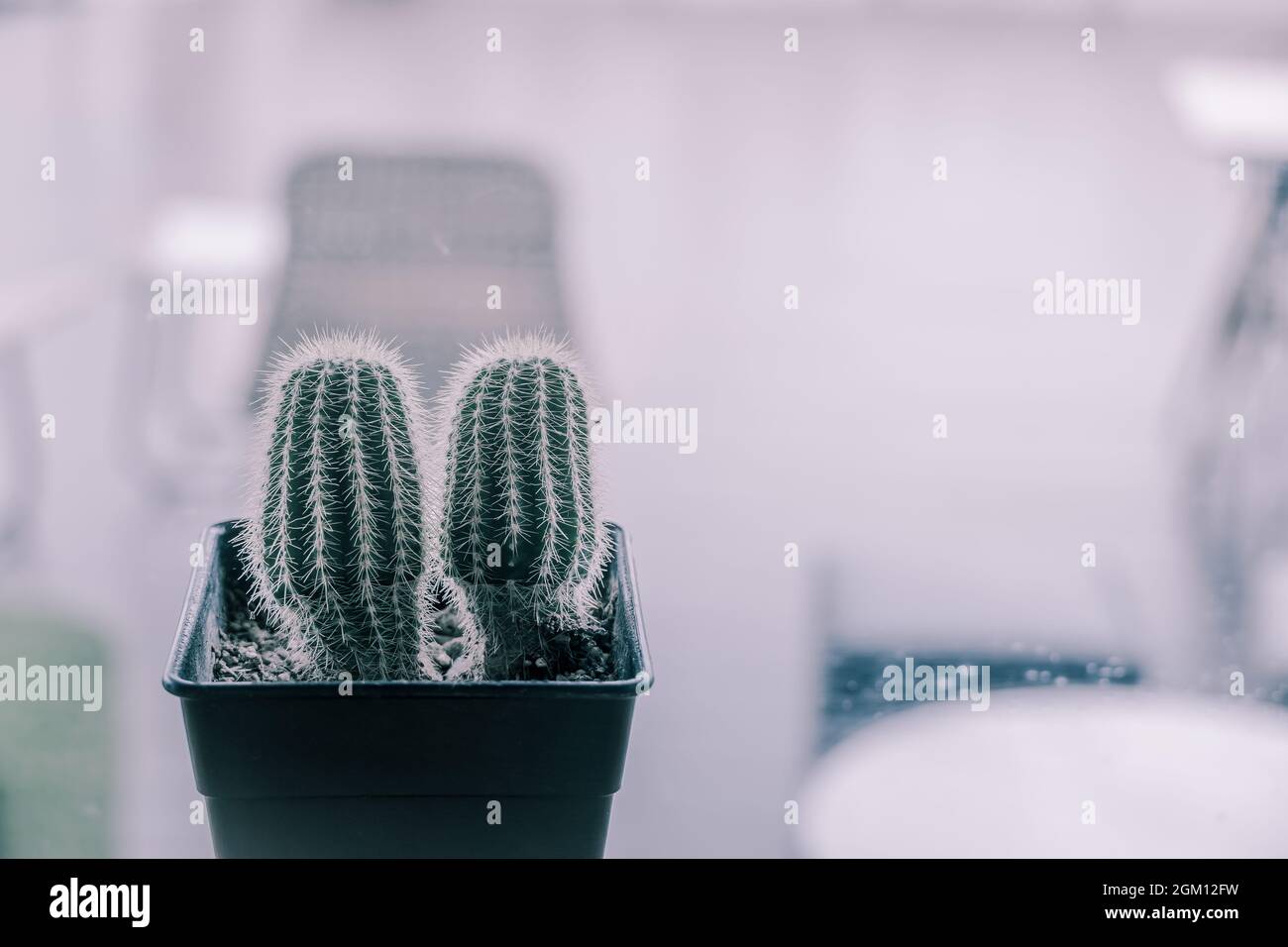 Cactus placed on a table by the window in a cafe Stock Photo - Alamy