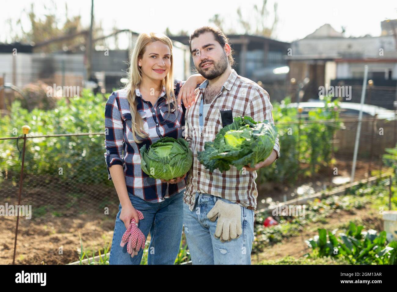 Gardeners checking cabbage Stock Photo - Alamy