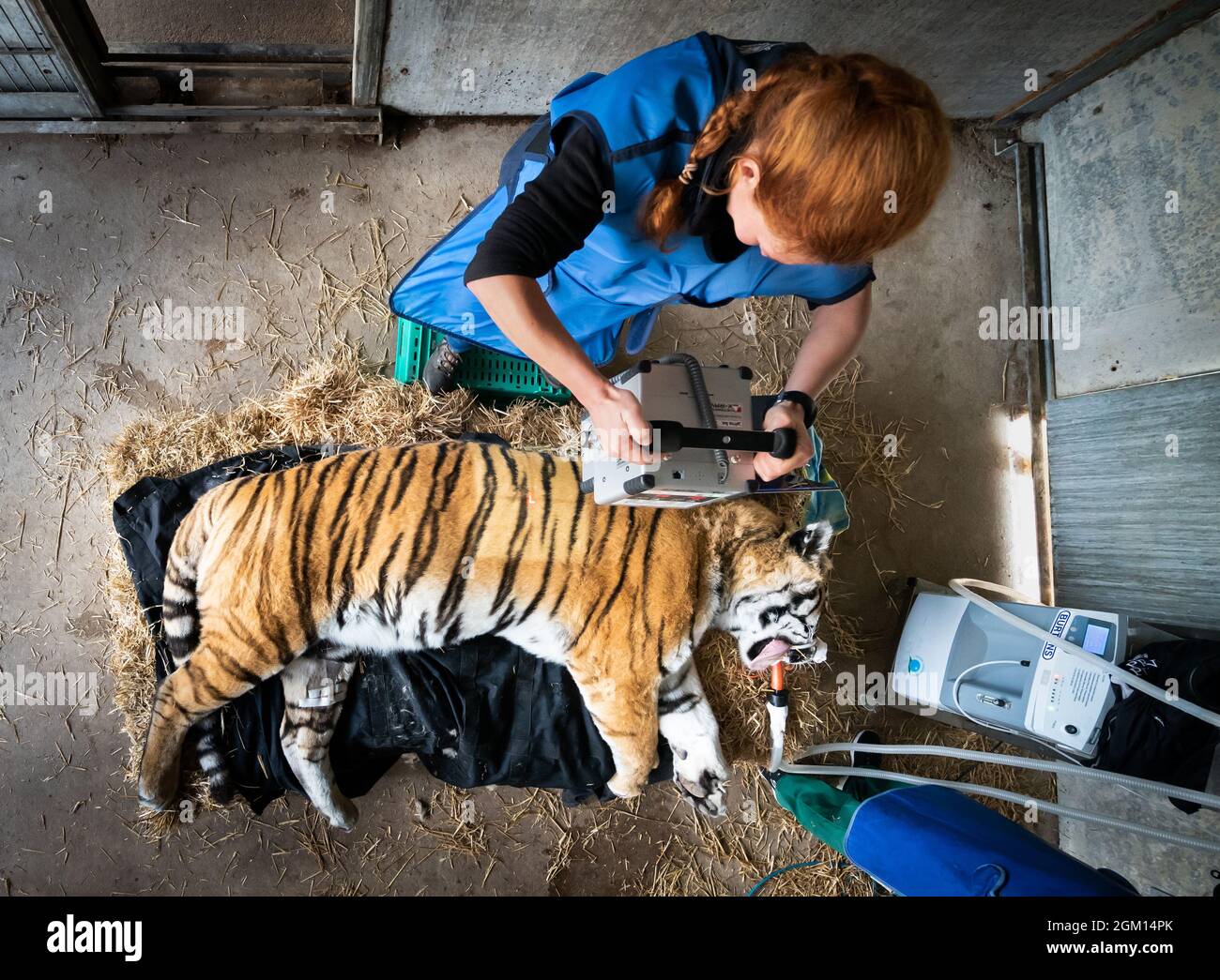 Machine animals hi-res stock photography and images - Alamy