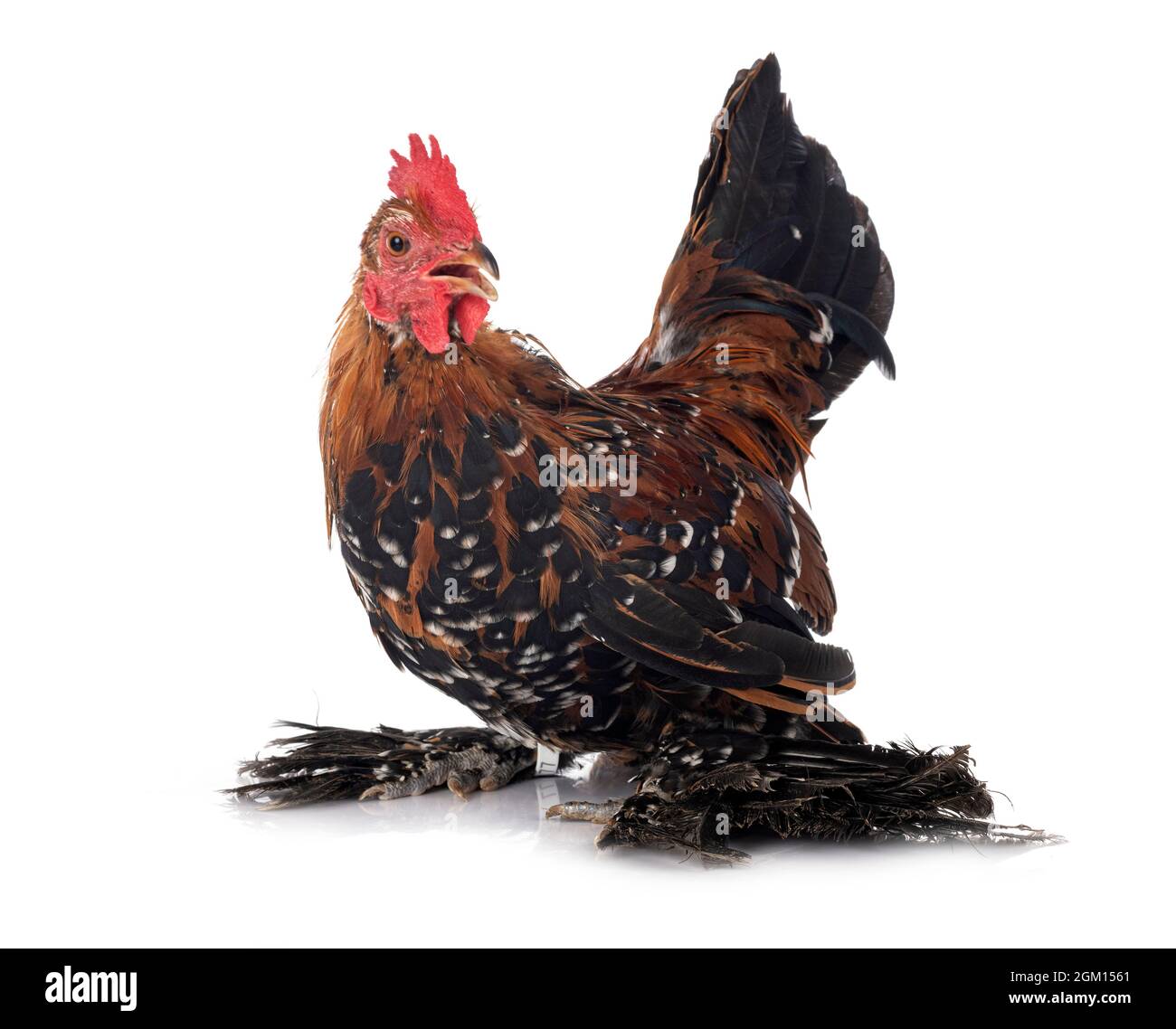 Booted Bantam in front of white background Stock Photo - Alamy
