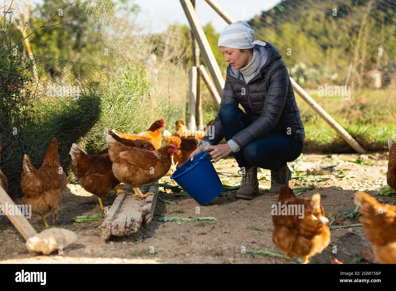 Woman feeding chickens Stock Photo - Alamy