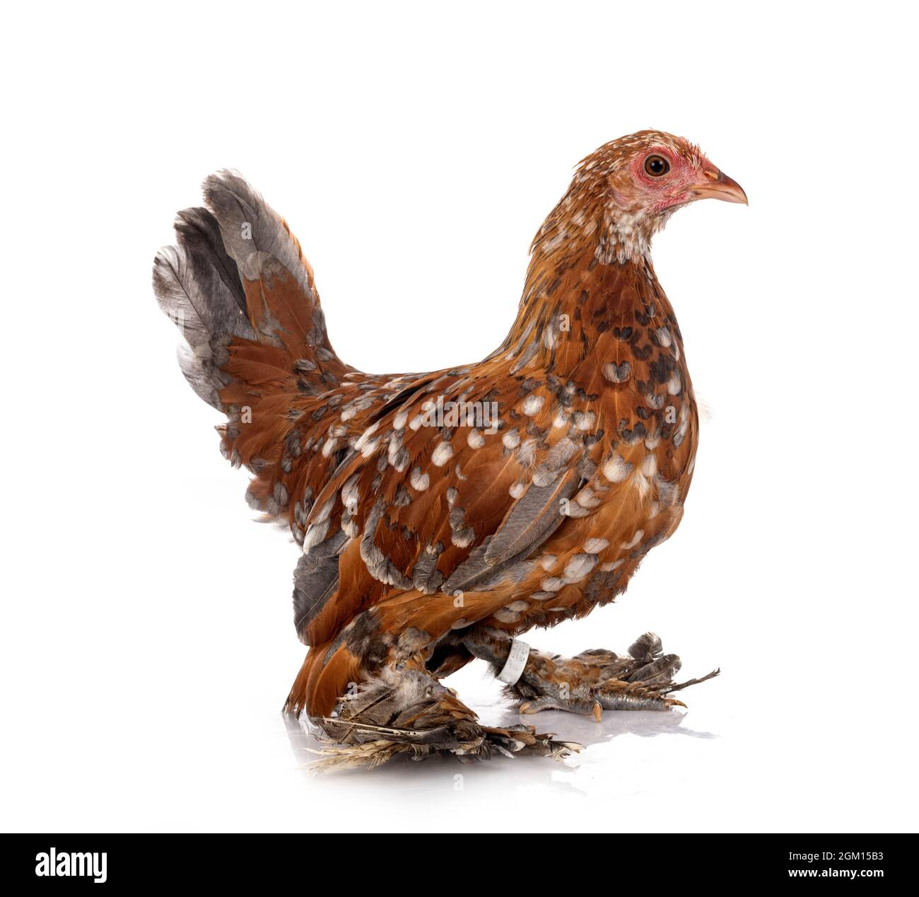 Booted Bantam in front of white background Stock Photo - Alamy