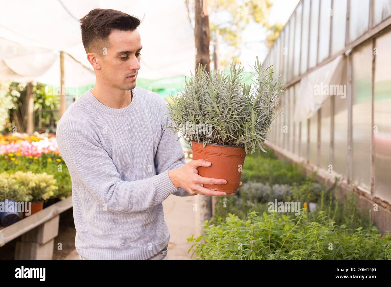 Guy lavender hi-res stock photography and images - Alamy