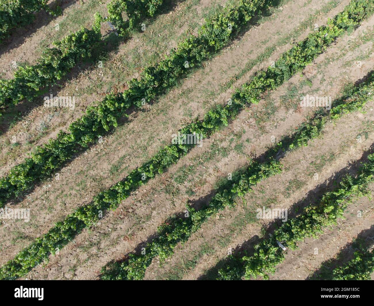 Aerial view above vineyard rows hi-res stock photography and images - Alamy