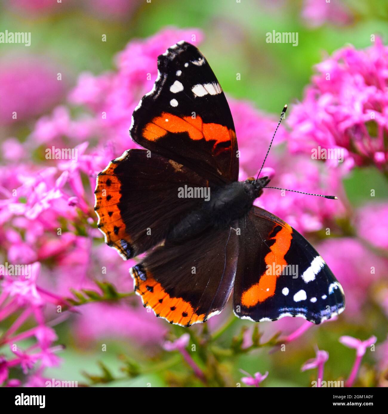 Red Admiral Butterfly Stock Photo - Alamy