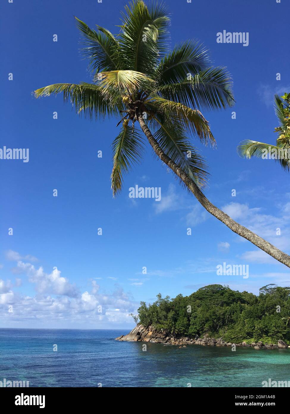 Slanting palm tree on a beautiful pristine beach on a tropical island ...