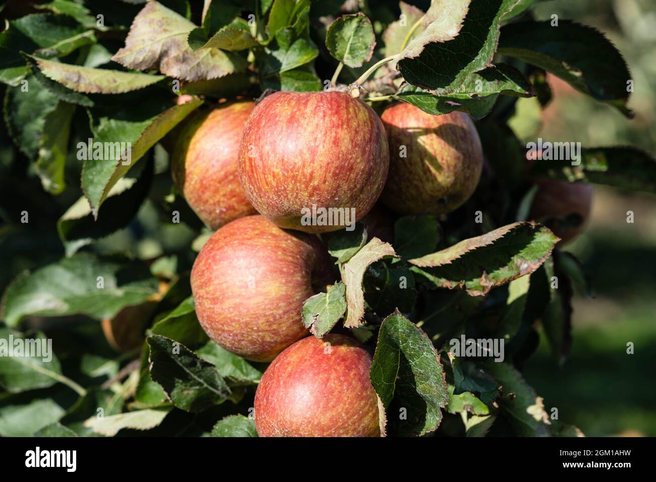 Apple trees next to Hamburg Stock Photo - Alamy