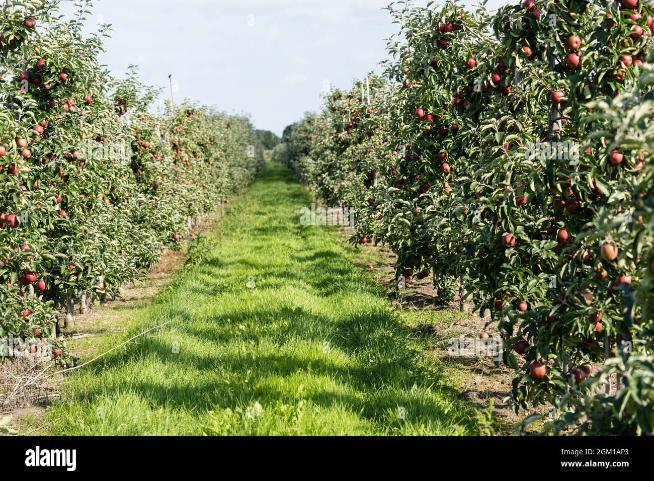 Apple trees next to Hamburg Stock Photo - Alamy