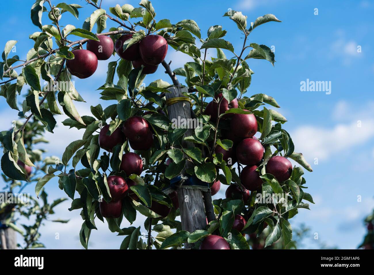Apple trees next to Hamburg Stock Photo - Alamy