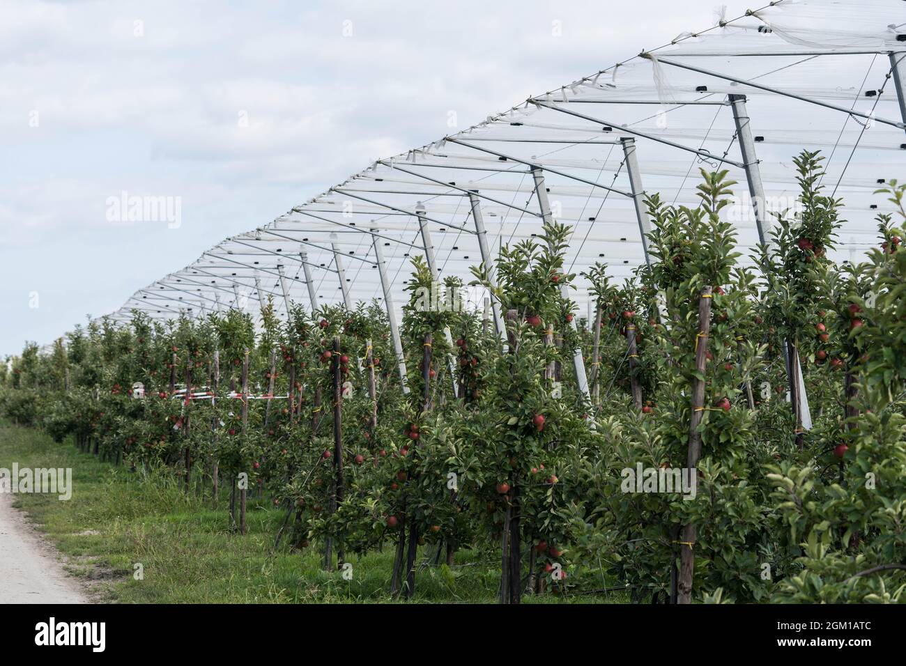 Apple trees next to Hamburg Stock Photo - Alamy