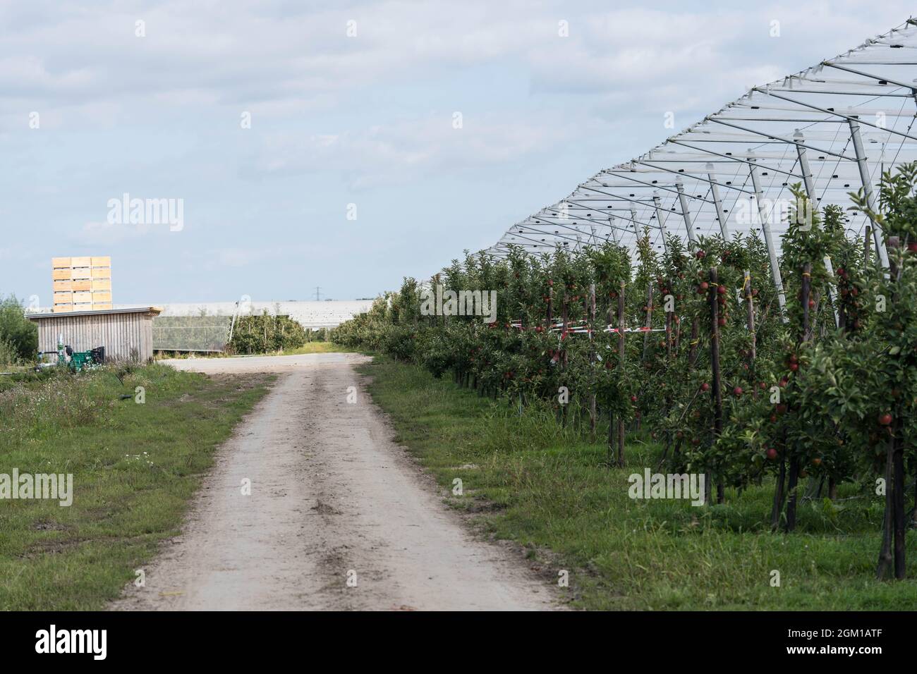 Apple trees next to Hamburg Stock Photo - Alamy