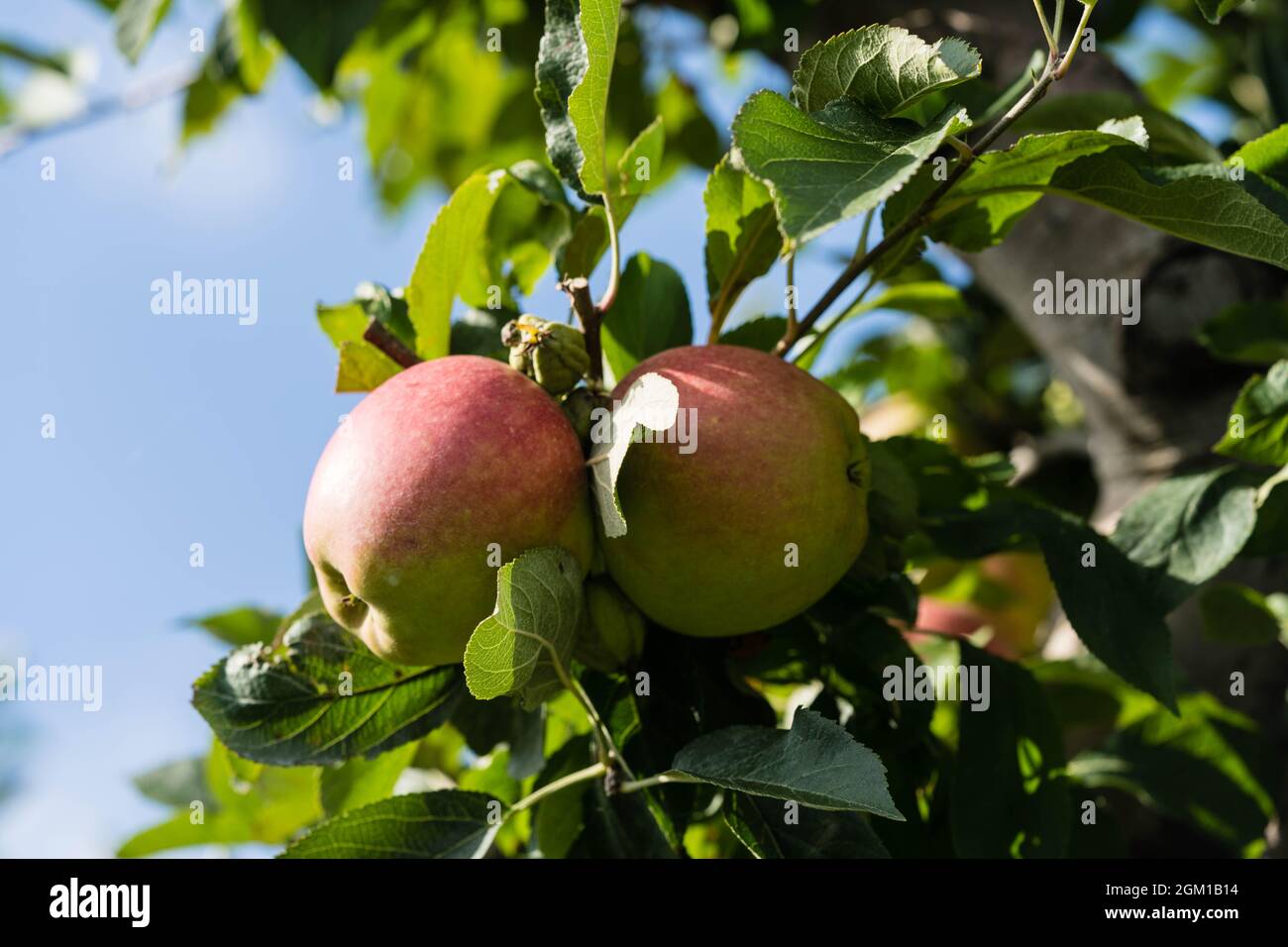 Apple trees next to Hamburg Stock Photo - Alamy