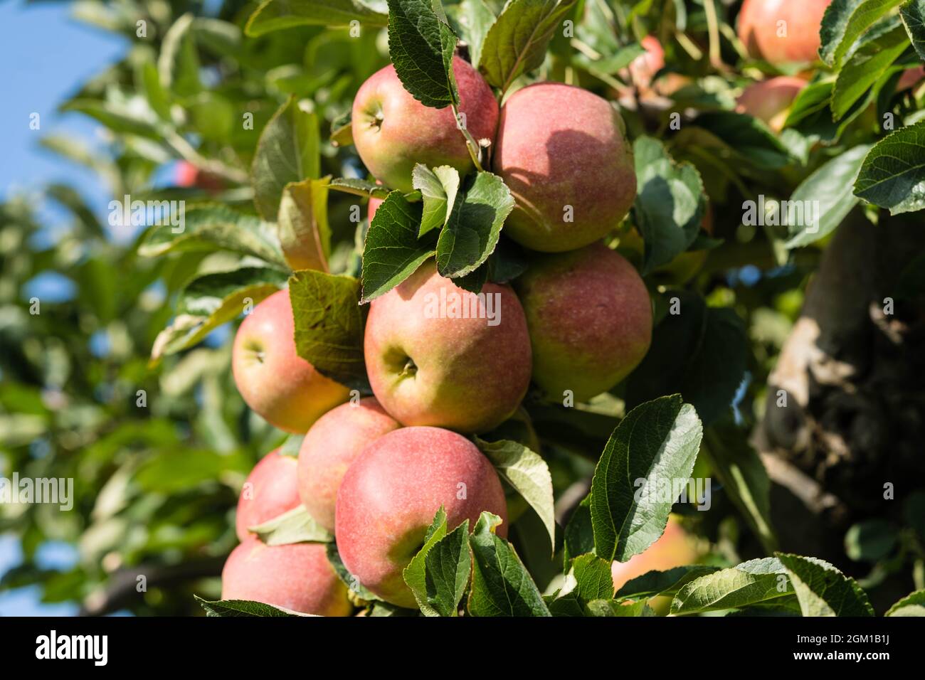 Apple trees next to Hamburg Stock Photo - Alamy