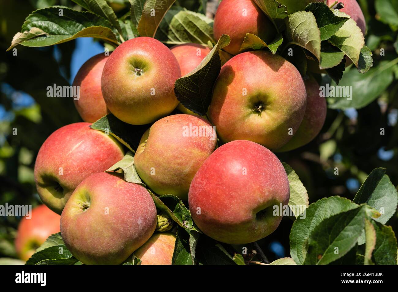 Apple trees next to Hamburg Stock Photo - Alamy