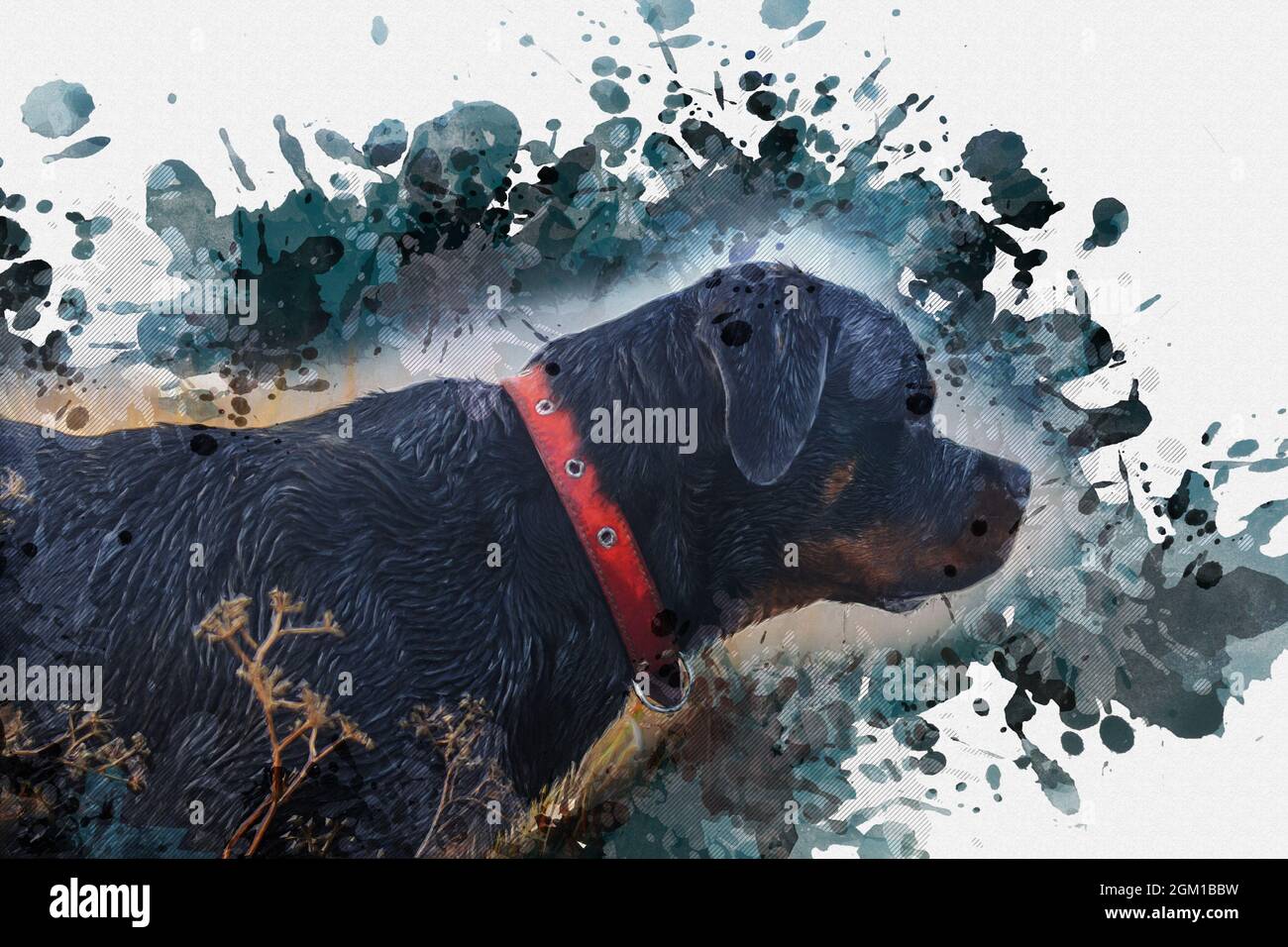 Portrait of a Rottweiler dog wearing a red collar. A pet wet fro Stock ...