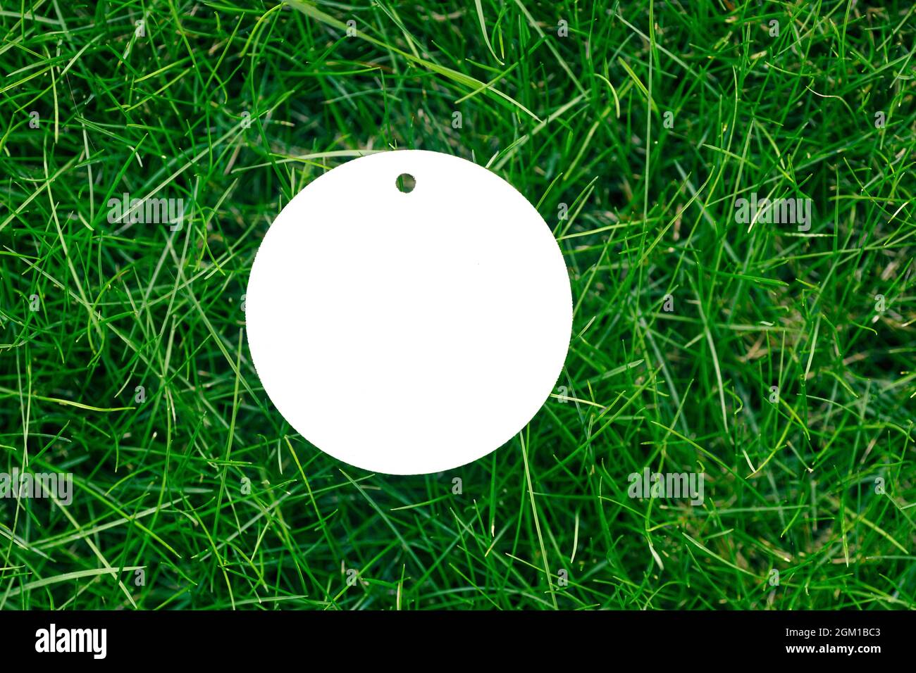 Top view of a frame made of green spring grass and one white cardboard ...