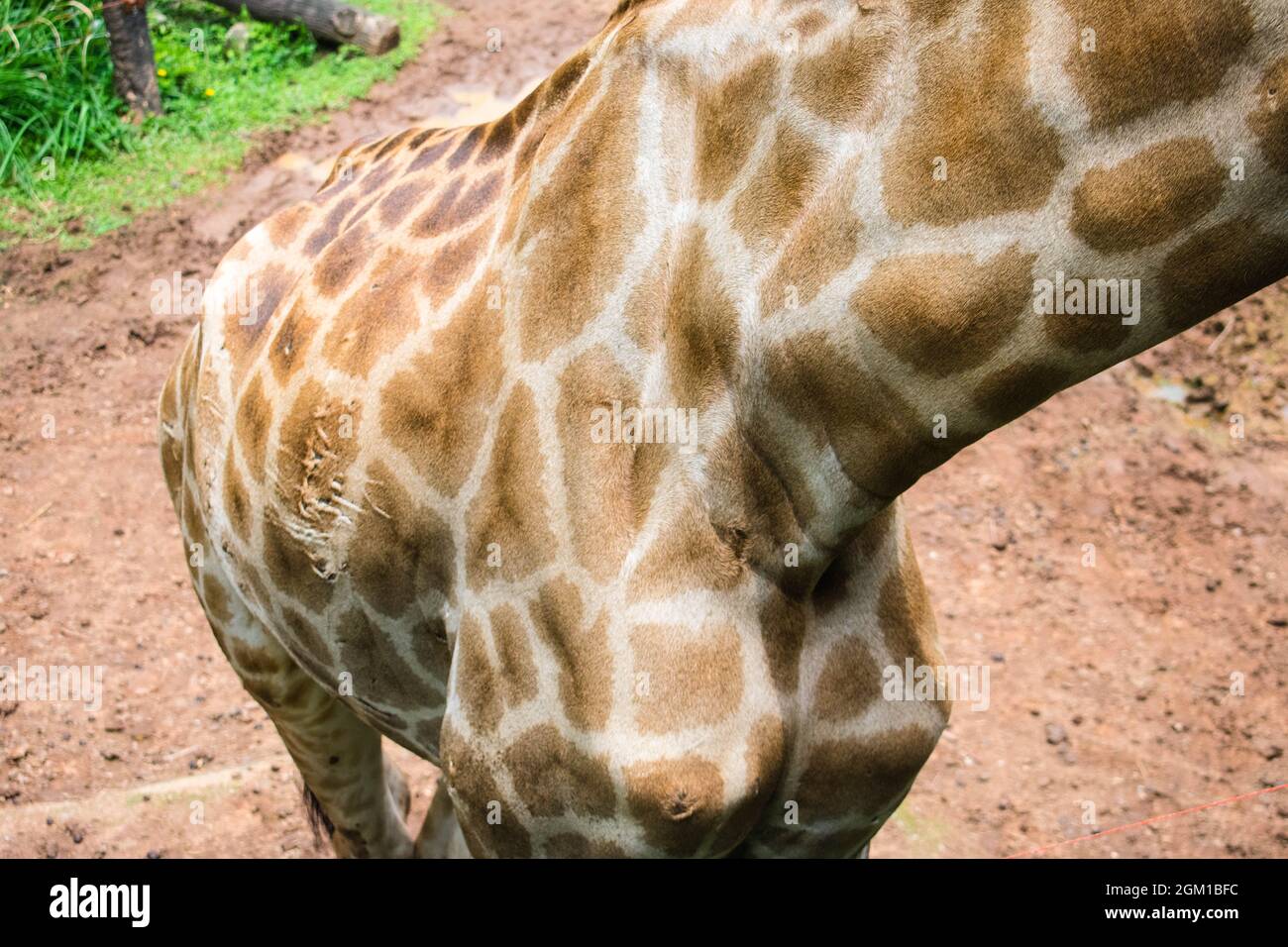 The scar on the giraffe's skin. Closeup giraffe skin texture Stock ...