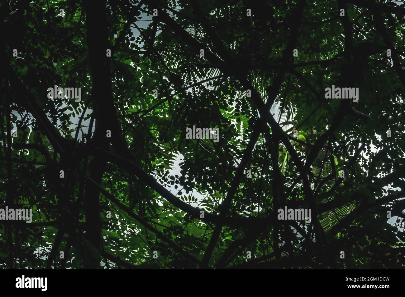 trees in the forest in the rainy season Stock Photo - Alamy