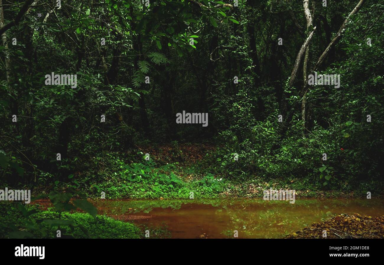 trees in the forest in the rainy season Stock Photo - Alamy